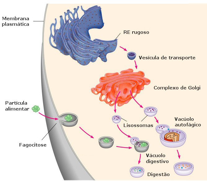 A Biologia da Célula: Complexo Golgiense