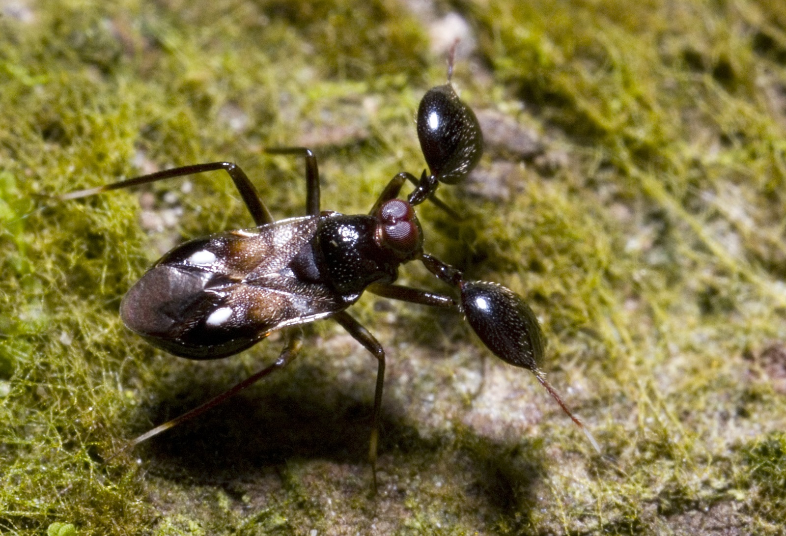 Real Monstrosities: Bug-eyed Bug