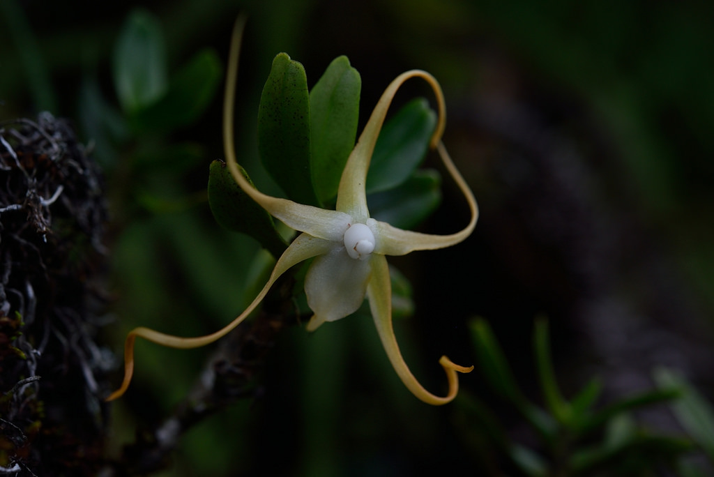 Angraecum corrugatum orchid plant care and culture | Travaldo's blog