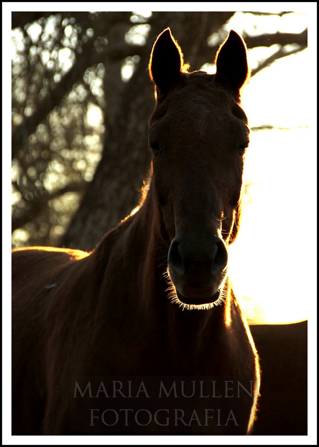 María Isabel Mullen