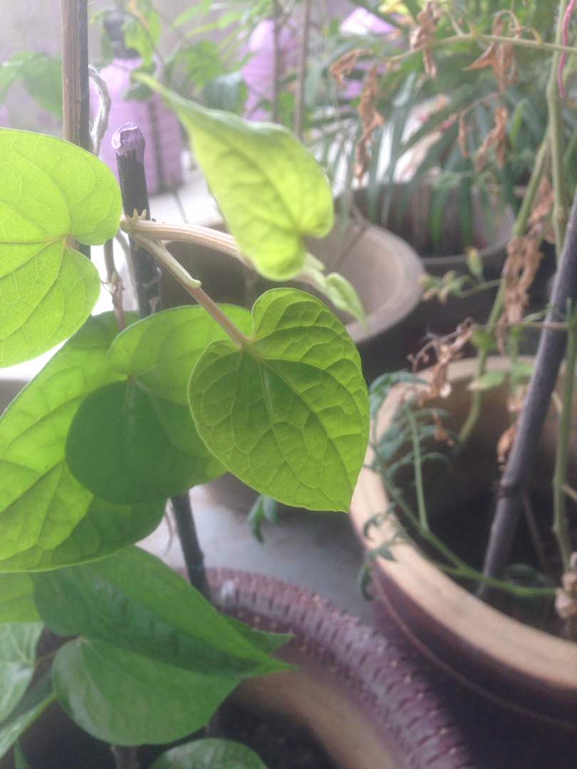 Jom Tanam Sayur ( JTS ) : Pokok SirehJom Tanam Sayur (JTS)- Tanam ...