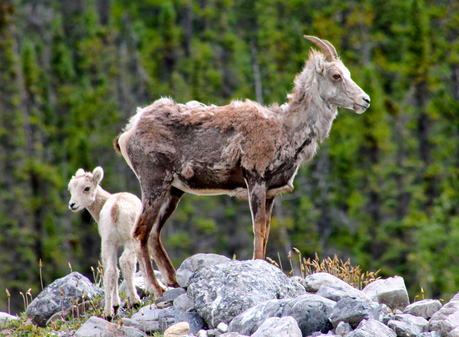 Ty and Ida On the Road: The Alaska Highway - From Alpine to Prairie