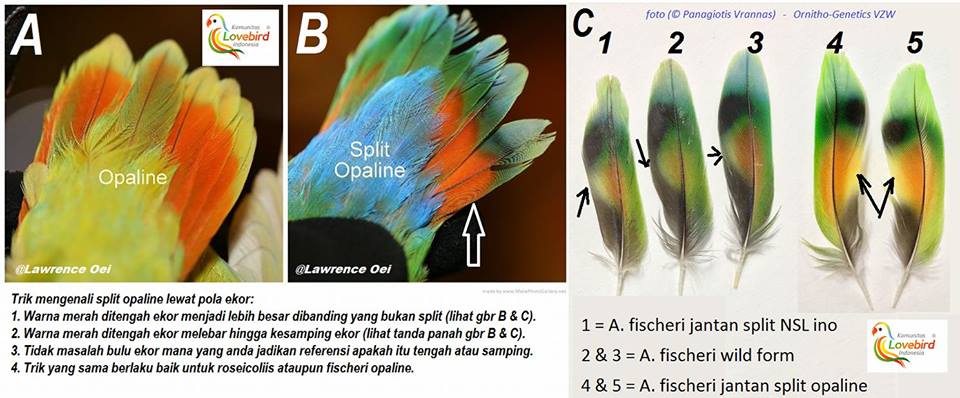All About Split On Opaline Lovebird - Lovebird Mutations