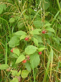 Grow Our Own ~ an ecotherapy blog: Cranachan - a gift from the Scottish ...