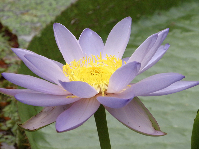 Royal Rendezvous: The Victoria Lily