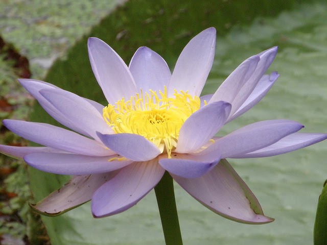 Royal Rendezvous: The Victoria Lily