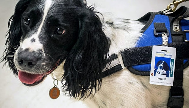 Symptoms Of C Diff In Dogs Aka C. Diff Nursing Care Plan