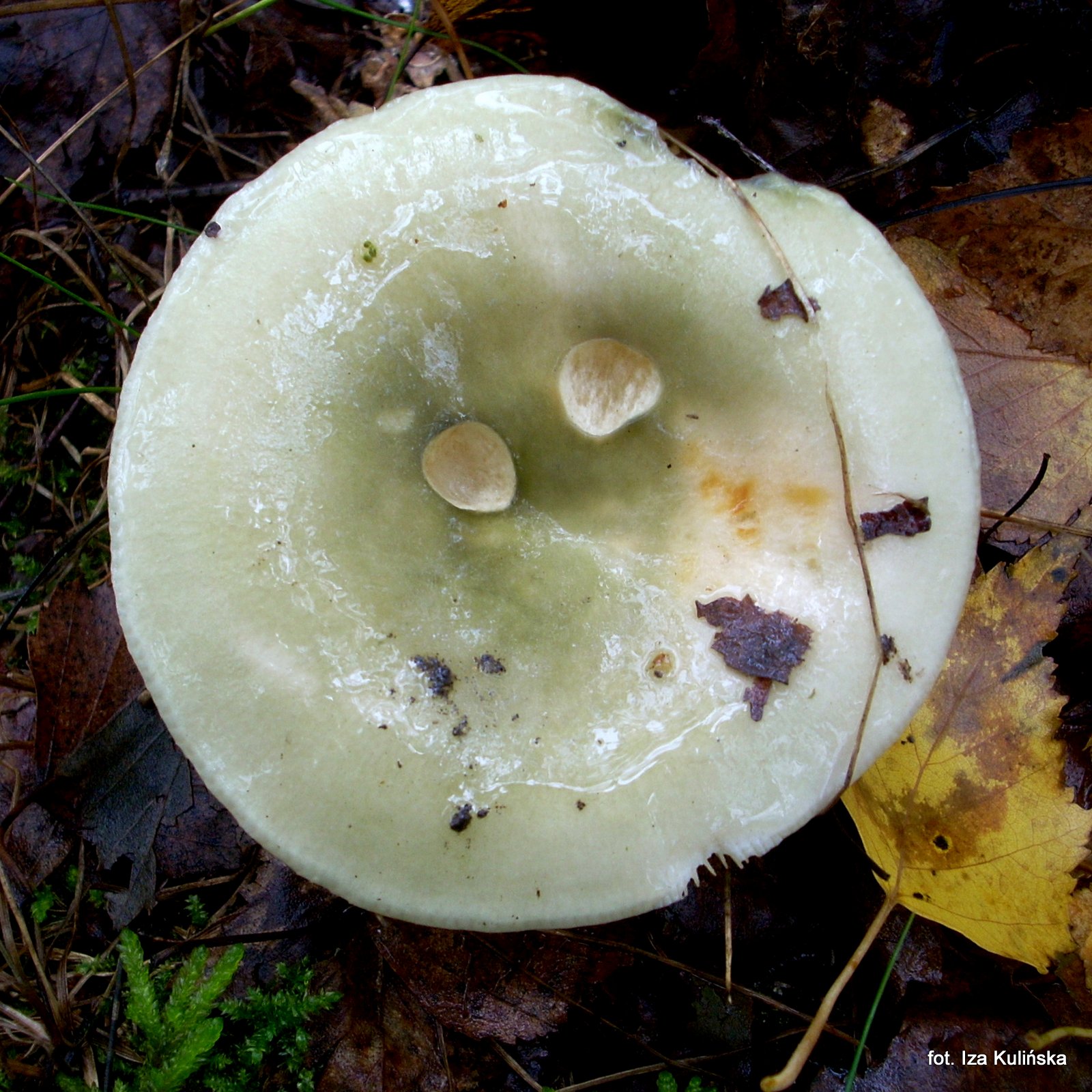 Grzyby gatunkami. Gołąbek grynszpanowy - gołąbek białozielonawy ...