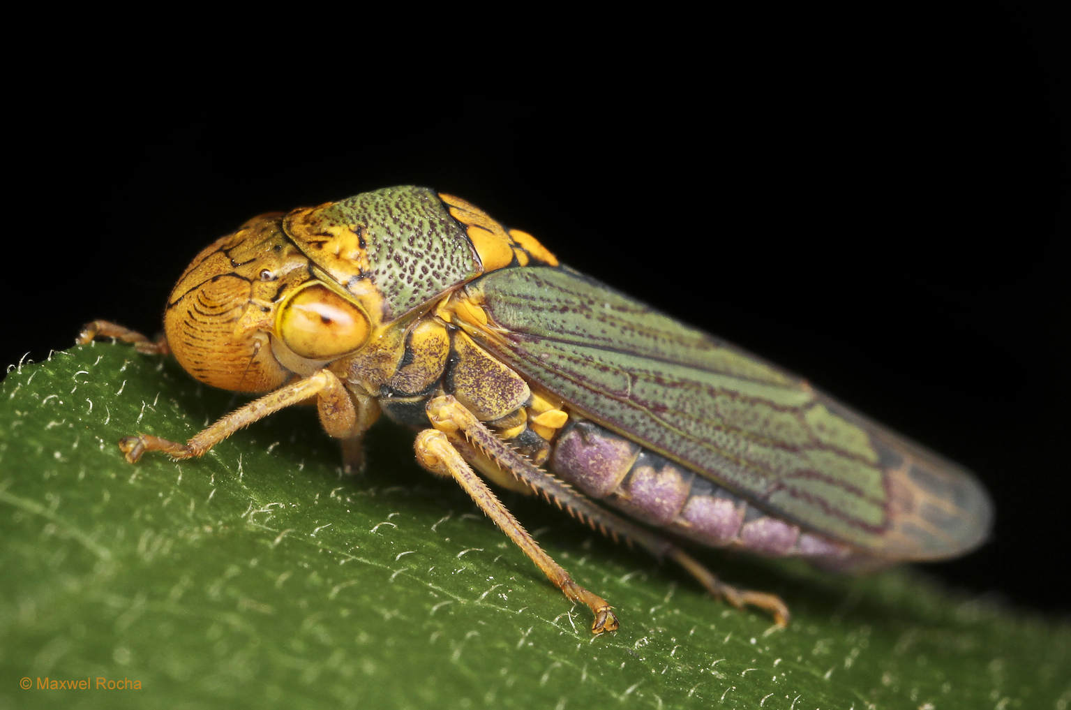Macrofotografia por Maxwel Rocha: Cicadellidae e Membracidae