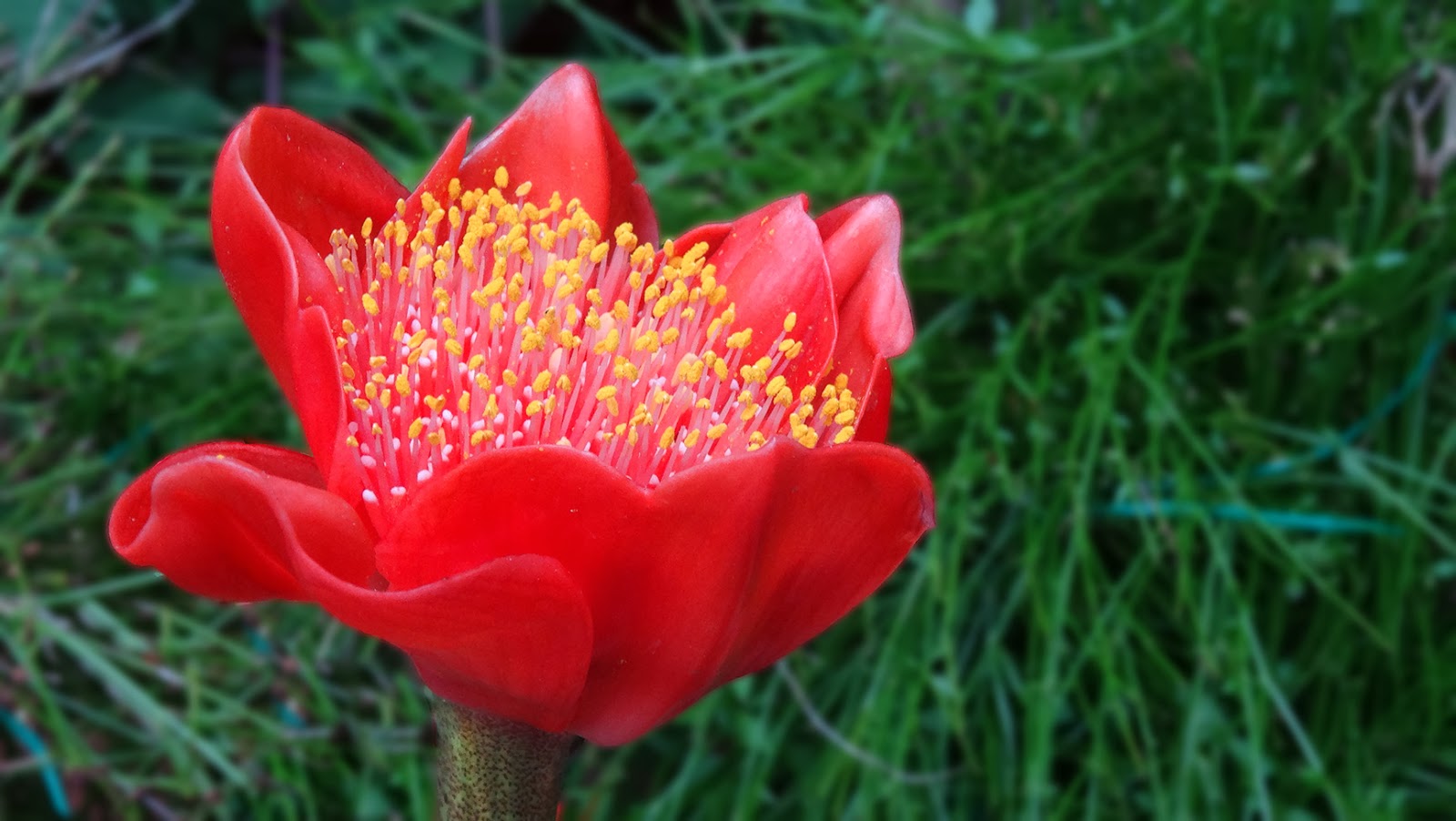 NixPixMix: HAEMANTHUS