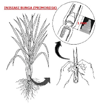 FASE / STADIA PERTUMBUHAN TANAMAN PADI ~ Gigih Bertani