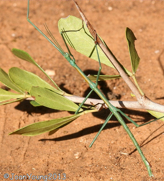South African Photographs: Cape Stick Insect (Phalces brevis) M