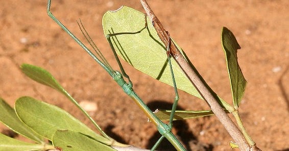 South African Photographs: Cape Stick Insect (Phalces brevis) M