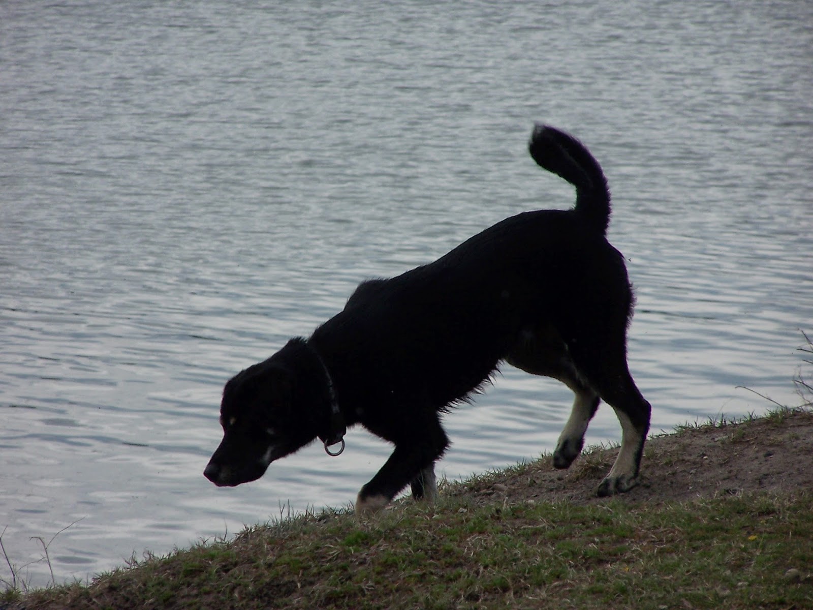 If They Could Talk: Your Pet's Tail Tells a Tale