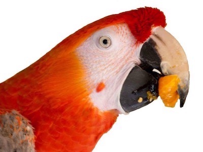 Simple Chop Recipe [parrot chop recipe] — Prego Dalliance Sanctuary