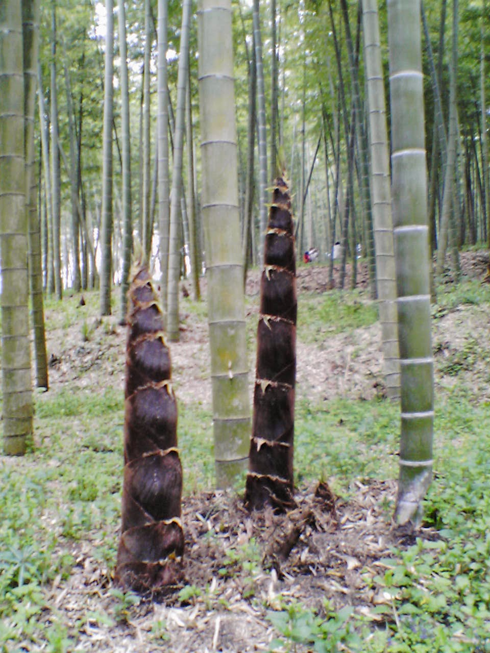 Plant Trivia : Fastest growing plant is Bamboo.