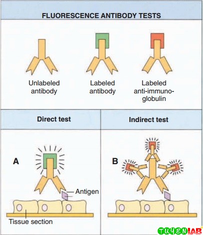 [Microbiology] Atlas about Immunodiagnosis of Infectious Diseases ...