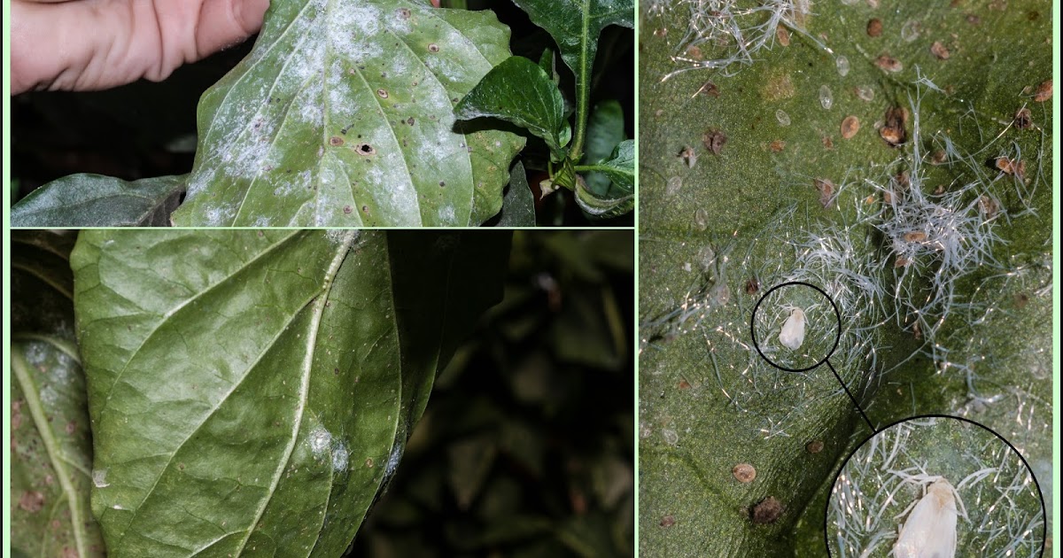 Homo agricola: Paraleyrodes minei. Una golondrina no hace un verano...