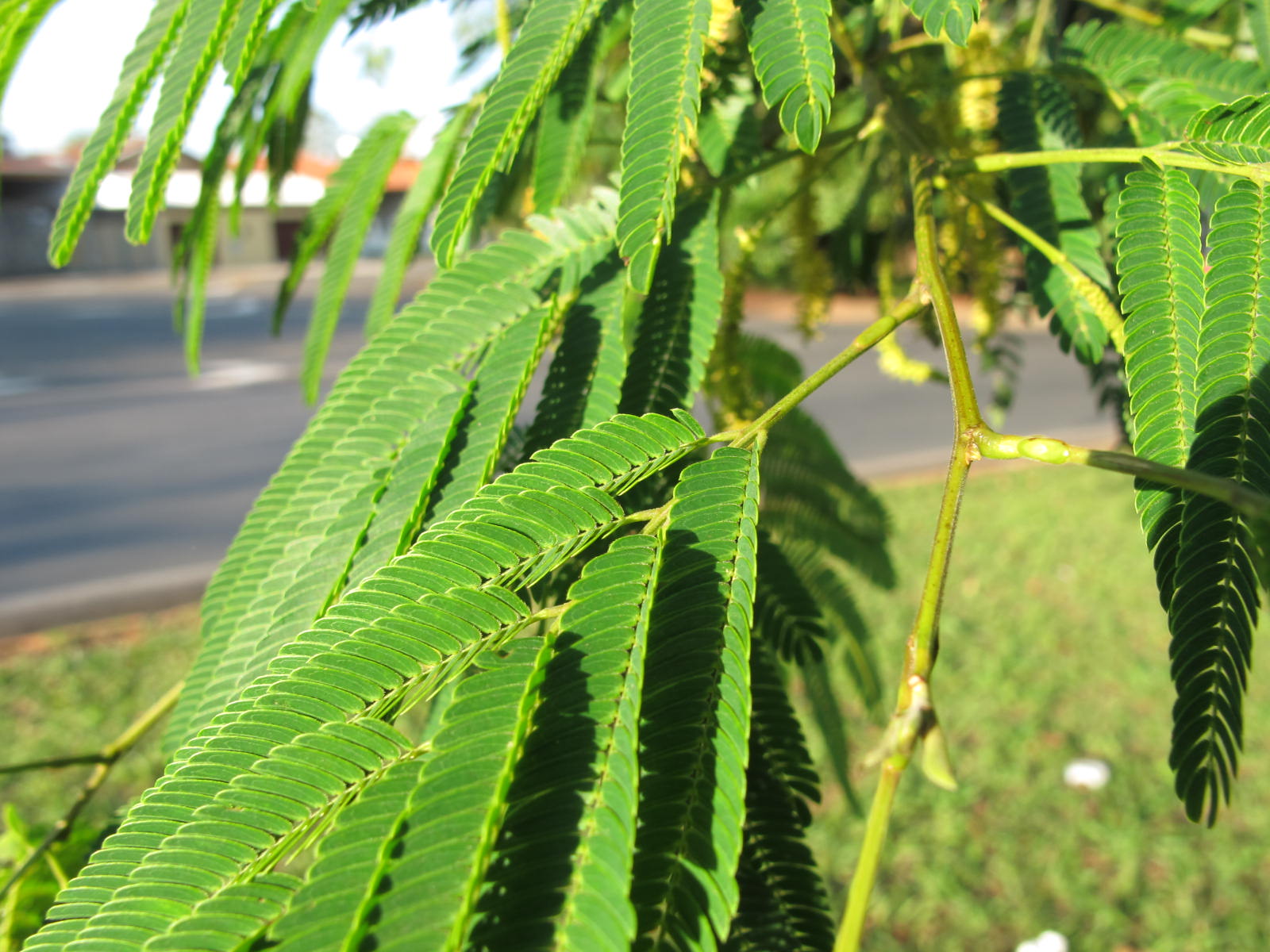 Fabaceae - Leguminosae no Brasil: Fabaceae - Parapiptadenia rigida ...
