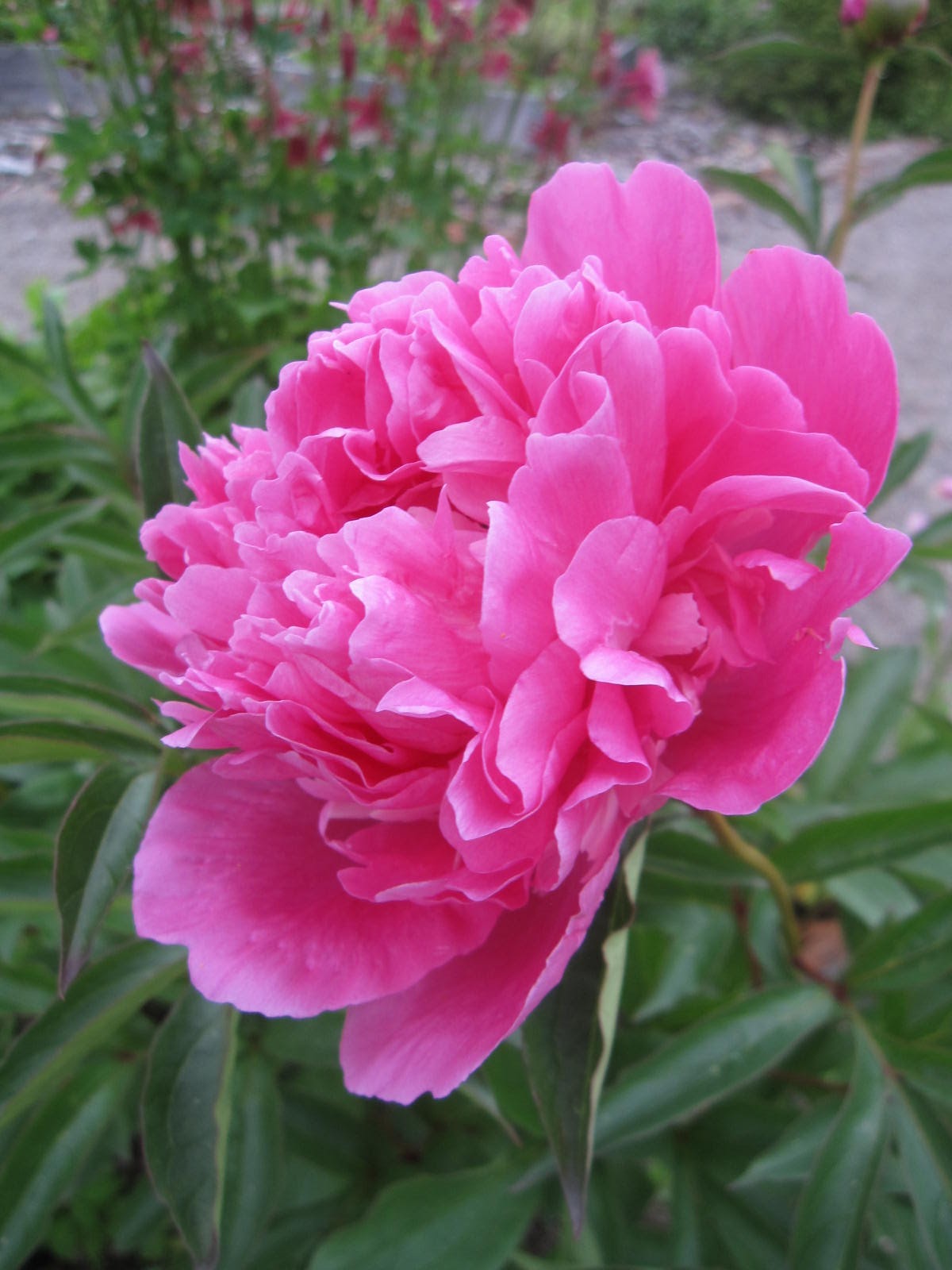 Päivänpesän elämää: Pioneja, pioneja, pioneja