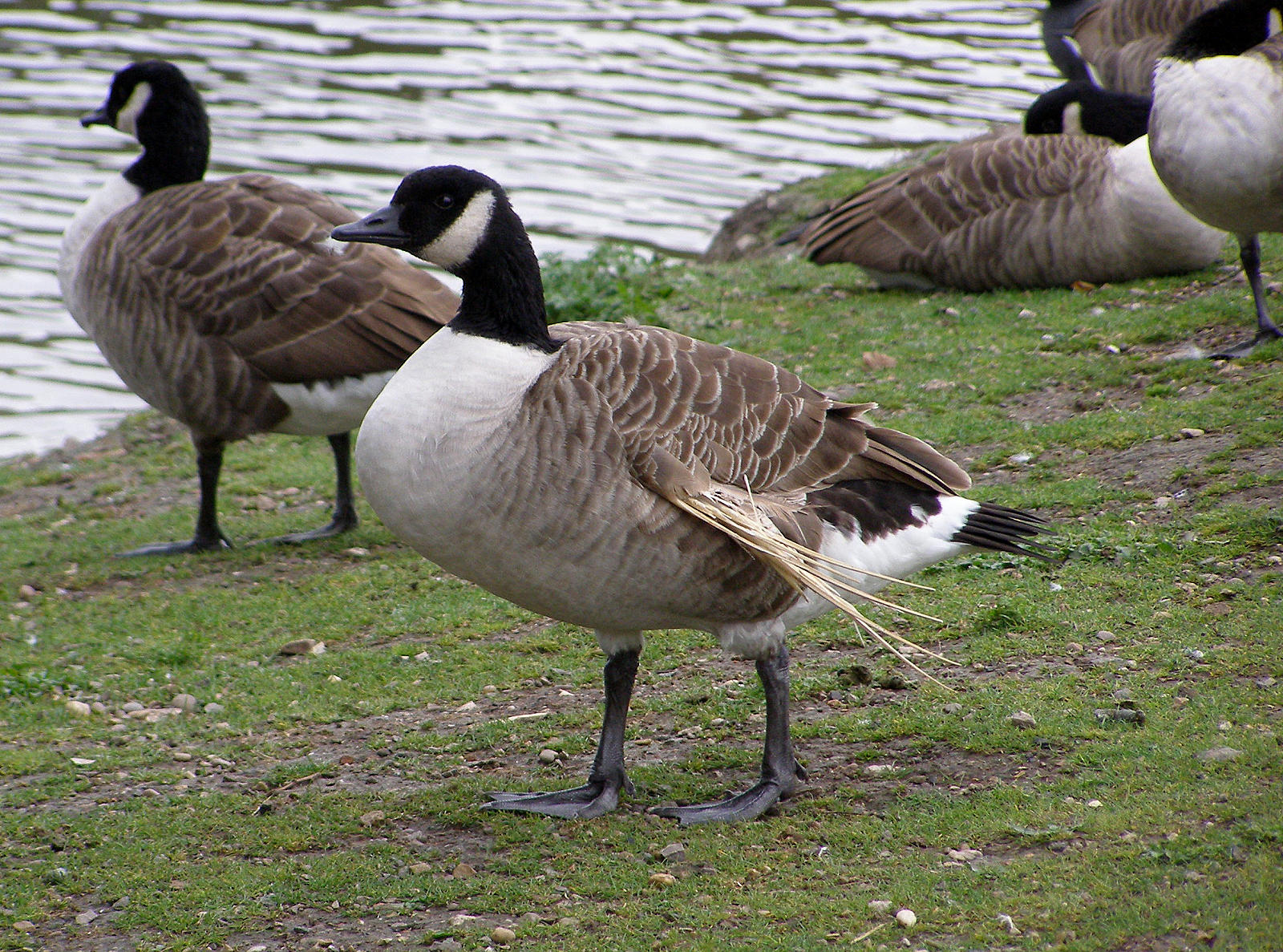 Random Jottings: Duck!