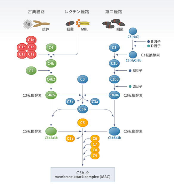 リウマチ膠原病勉強会: 補体の活性化が、SLE ± APS妊婦の妊娠合併症を予測する