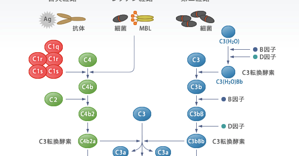 リウマチ膠原病勉強会: 補体の活性化が、SLE ± APS妊婦の妊娠合併症を予測する
