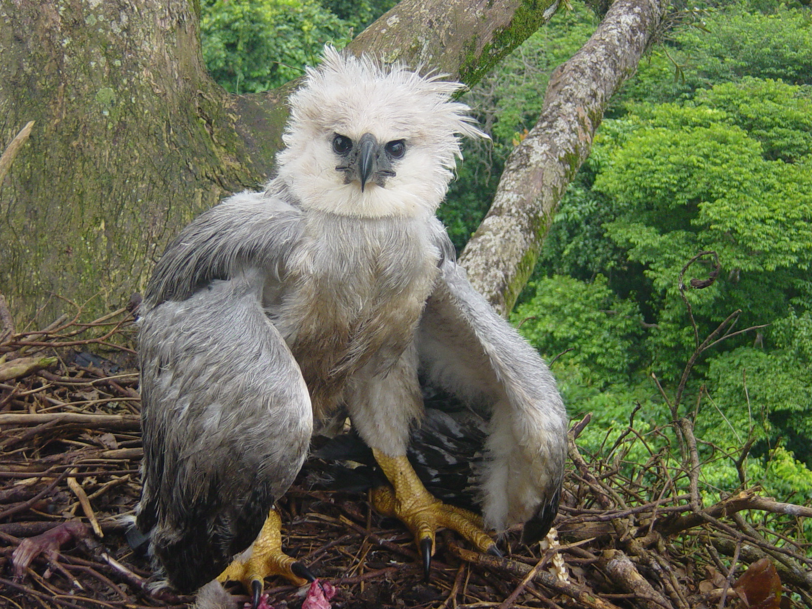 DIGITAL CAMERA ADVENTURES: EL ÁGUILA ARPÌA