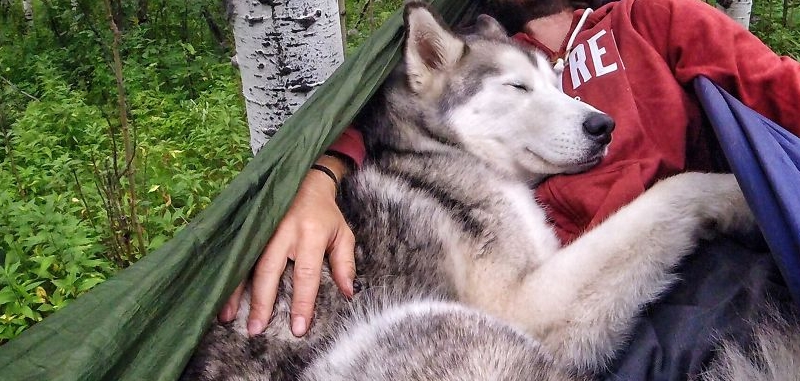 White Wolf : Meet Loki The Wolf Dog That Loves Being Wild And Free