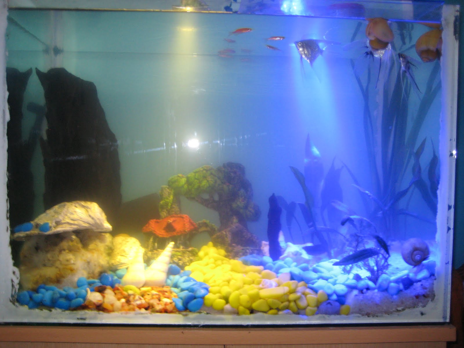 My Fresh Water Aquarium - Natural Planted Tank (Walstad Method).: The ...