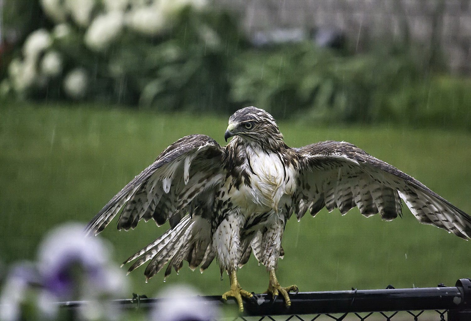 Eye Candy: Soaking Wet Hawk