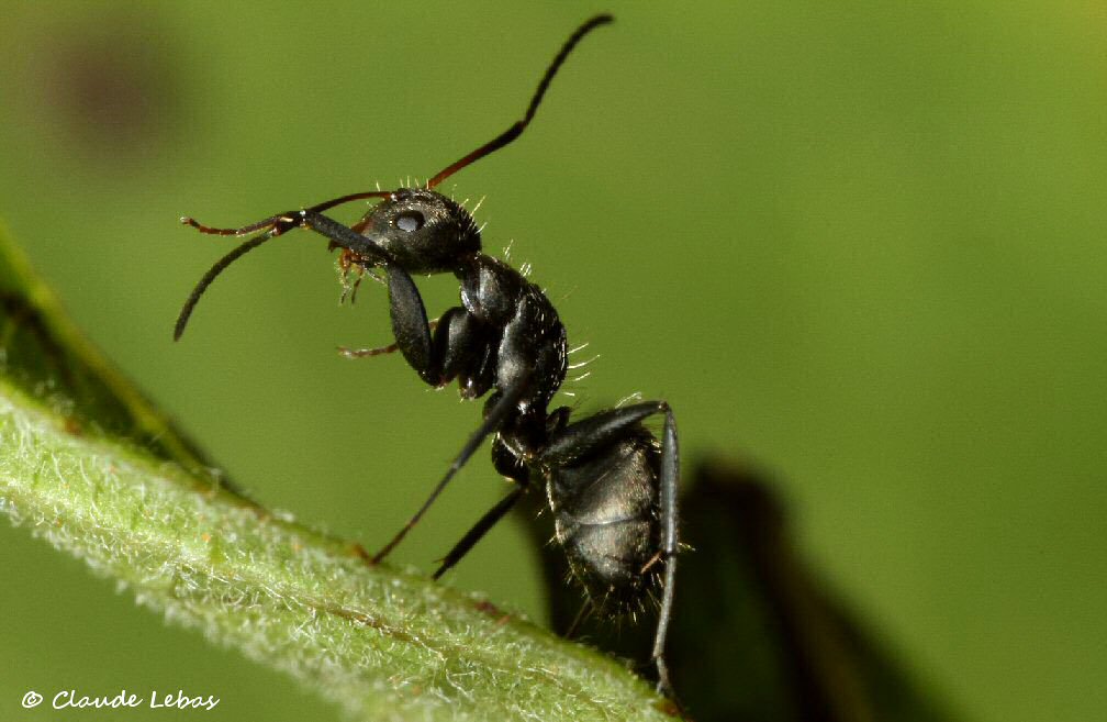 fourmis de Cuba- Hormigas de Cuba- Ants of Cuba: Camponotus gilviventris