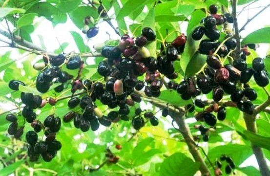 Buah Jamblang Mengobati Penyakit Batuk | BESUARA