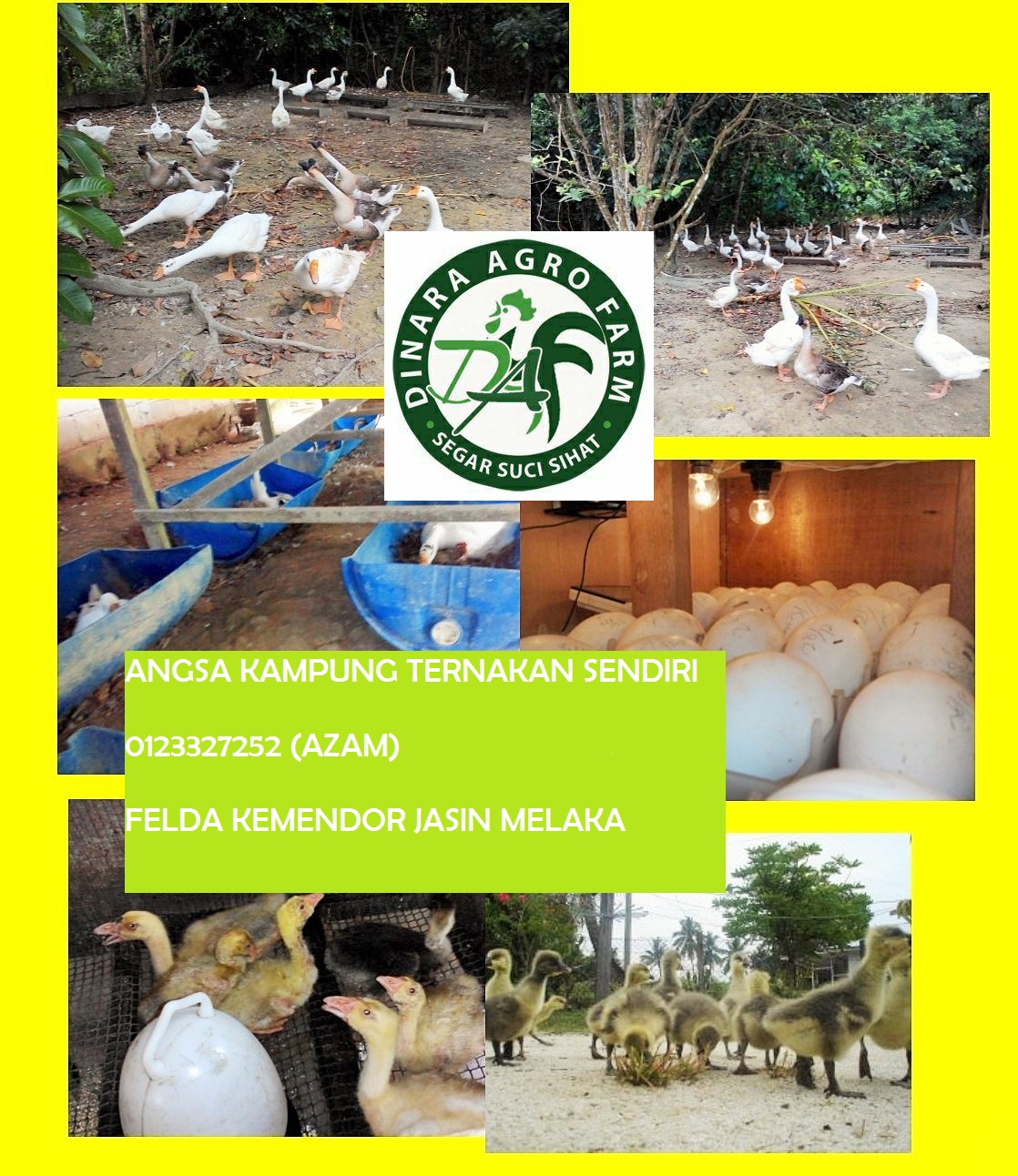 DINARA AGRO FARM: ANAK ANGSA PUTIH DAN KELABU GOOSE