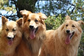 GARAFIA SHEPHERD DOG