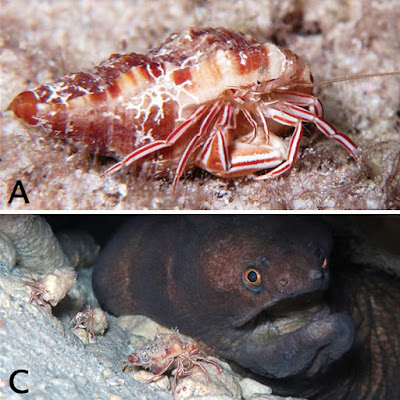 Species New to Science: [Crustacea • 2017] Pylopaguropsis mollymullerae ...