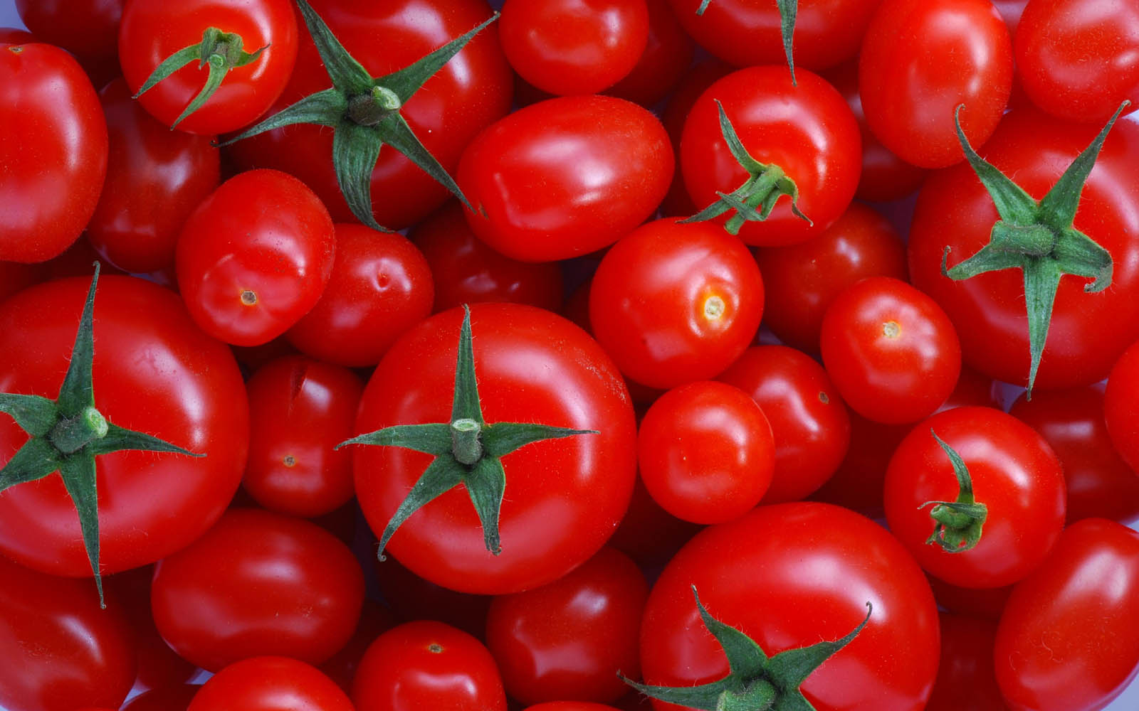 wallpaper: Tomatoes