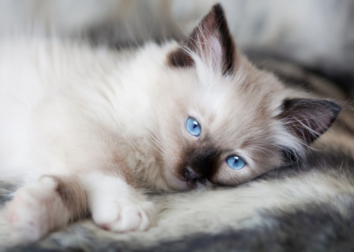 Of a breeding program with strict selection eventually produced Ragdoll ...