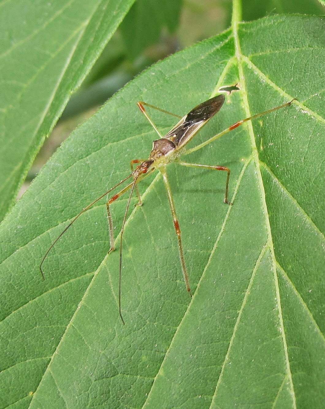 Bug Eric: Sundew Assassin Bugs: Zelus