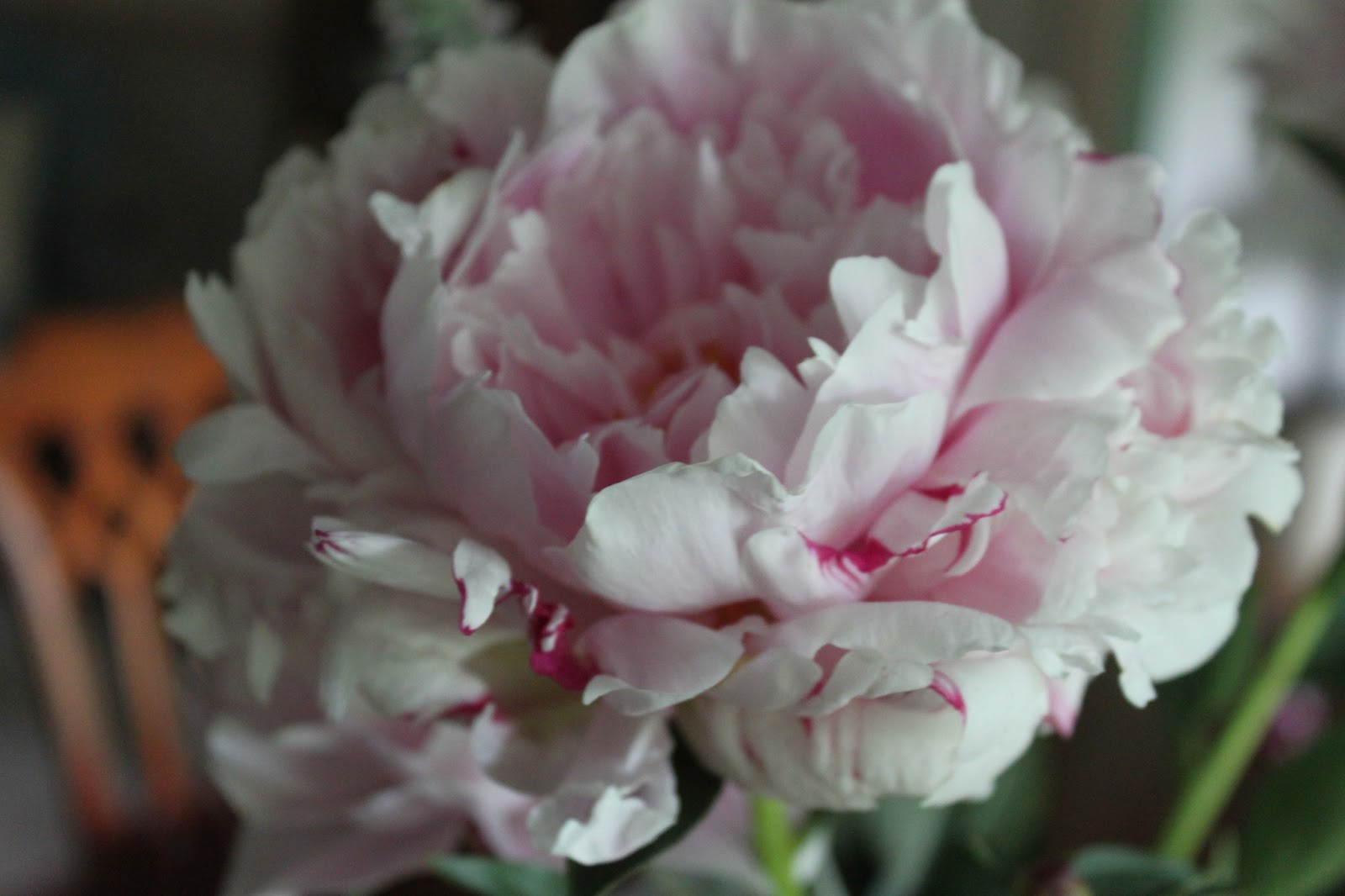 Pat's Addition: Peony Patch Glory