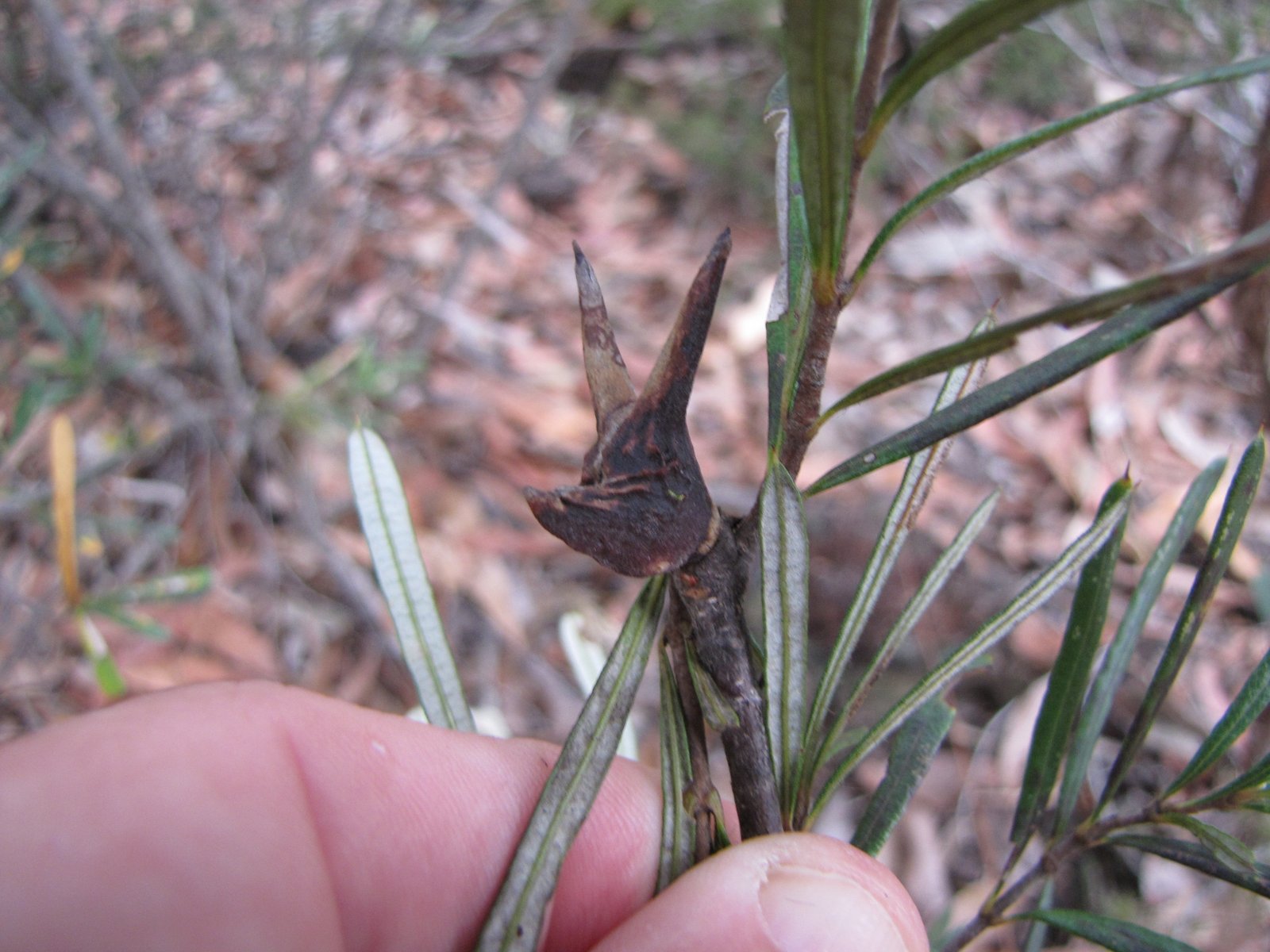 Sydney's Wildflowers and Native Plants: Lambertia formosa - Mountain Devil.
