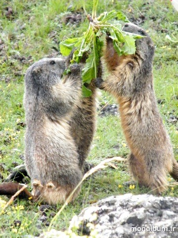 Briançon, Mont-Dauphin, Vauban Unesco Hautes-Alpes: Association ...