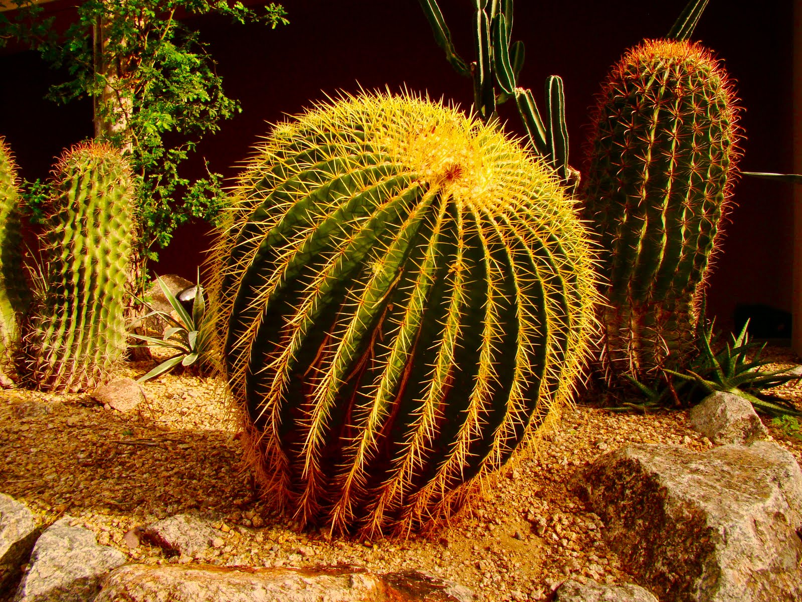 Scottsdale Daily Photo: Photo: Barrel Cactus