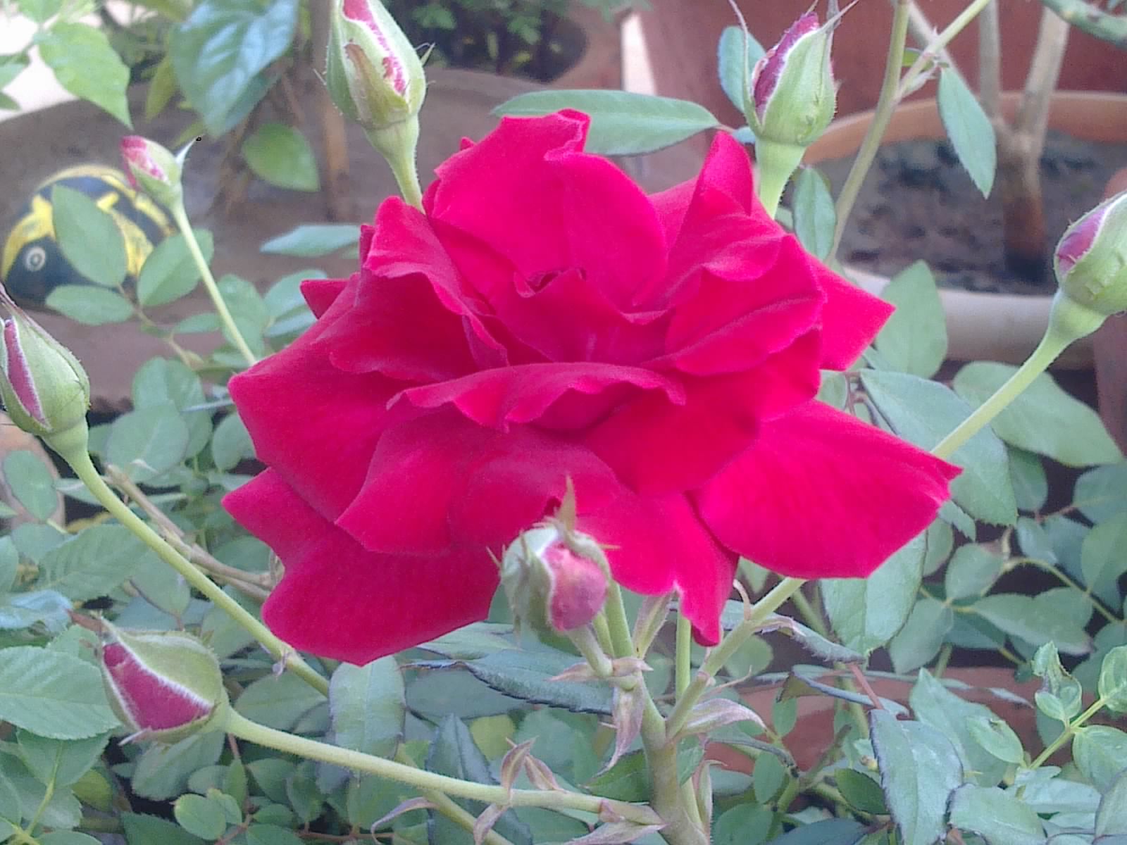 Plants Growing In My Potted Garden.: Growing and Caring for Indian ...