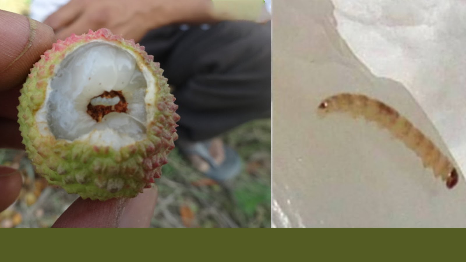 Litchi Pest Management (লিচুর রোগ ও পোকামাকড় দমন ব্যবস্থা) - কৃষি তথ্য ...