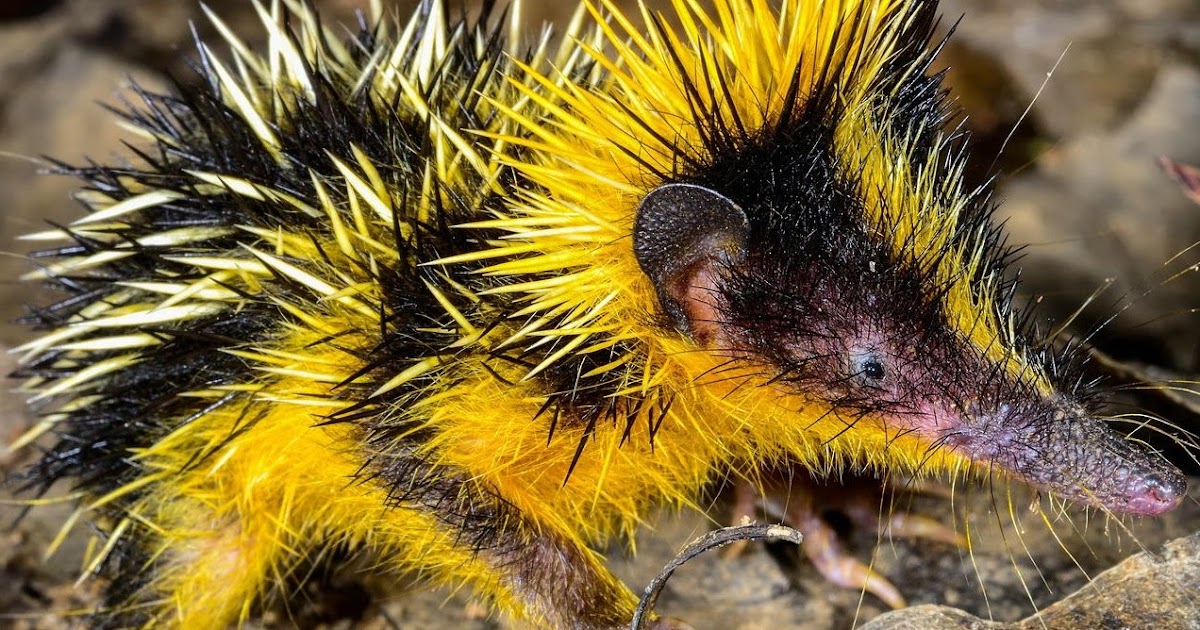 Gurney Journey: Aposematism