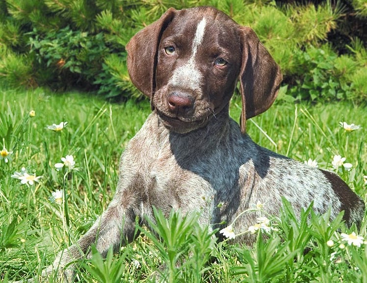 Traits of Dogs: German Shorthaired Pointer