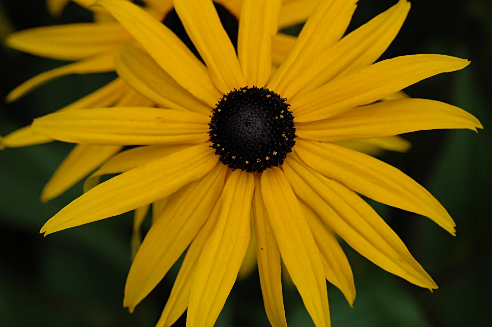 Mit grønne univers: Gule blomster sidst i august