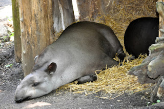 Funny Pics: Funny Tapir Pics