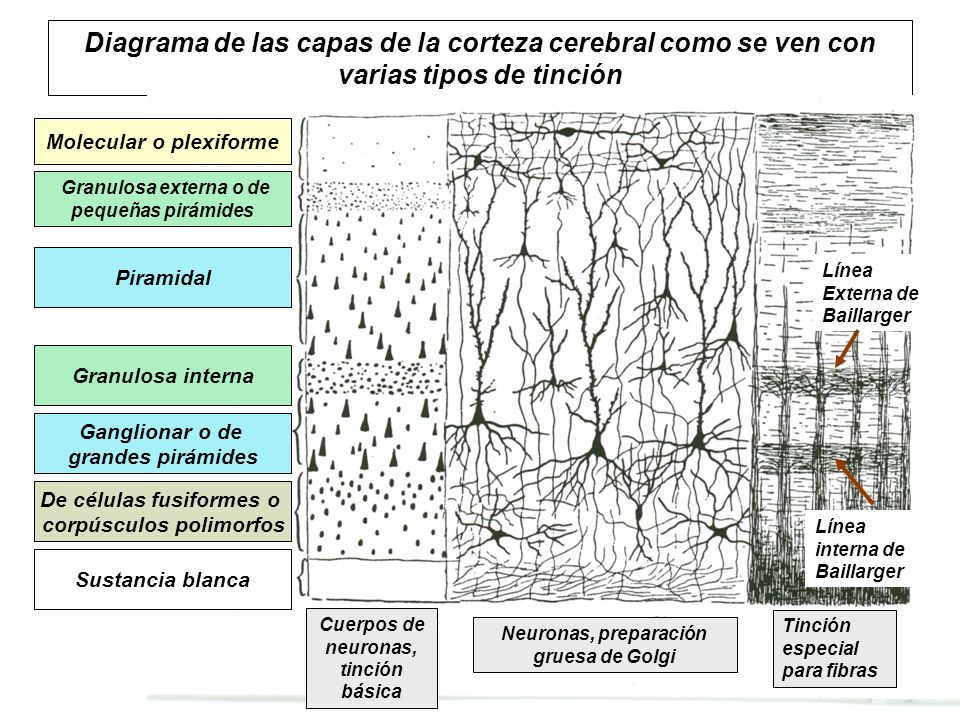 Ciencias biológicas: Anatomia e histología del cerebro
